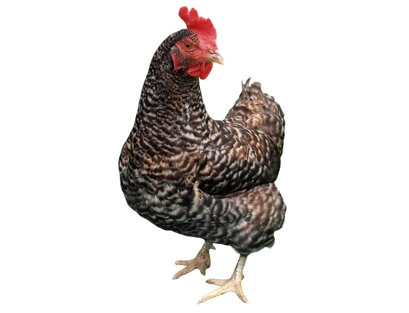 Plymouth Rock Chicken - Breed Information With Photos