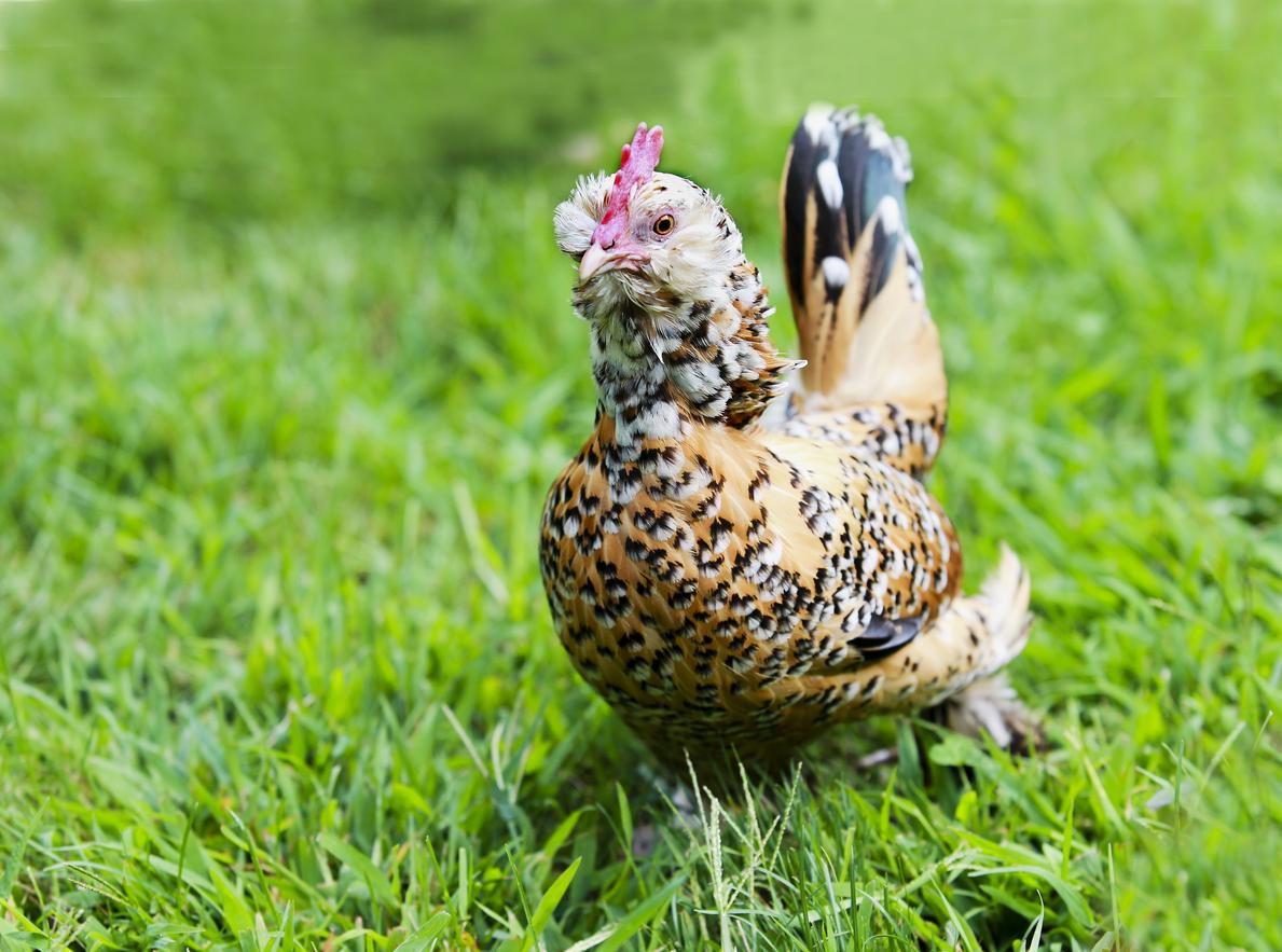 Plymouth Rock Chicken - Breed Information With Photos