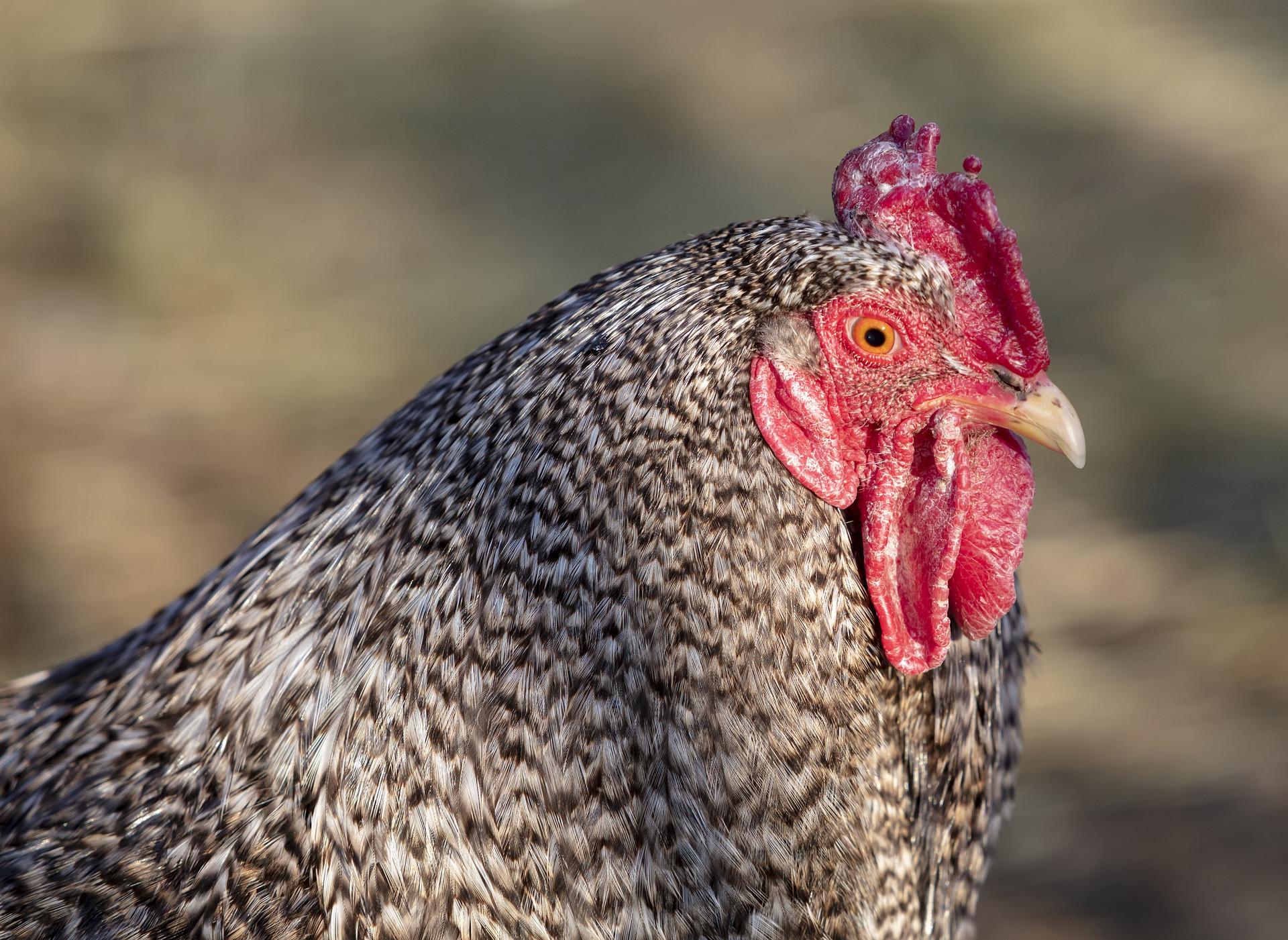 Plymouth Rock Chicken - Breed Information With Photos