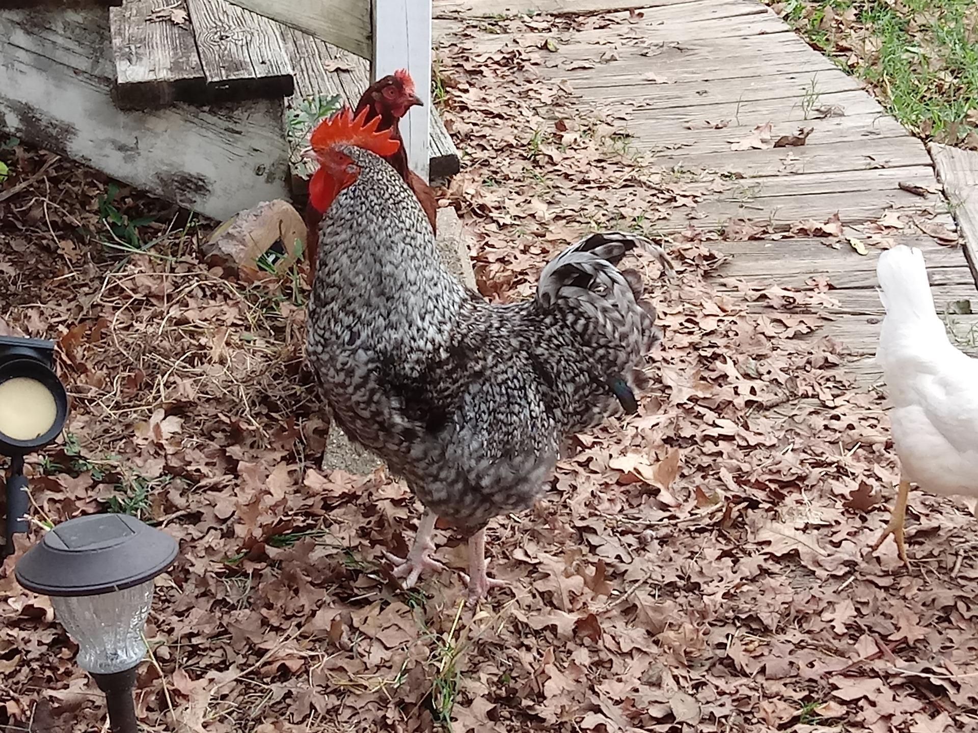 Plymouth Rock Chicken - Breed Information With Photos