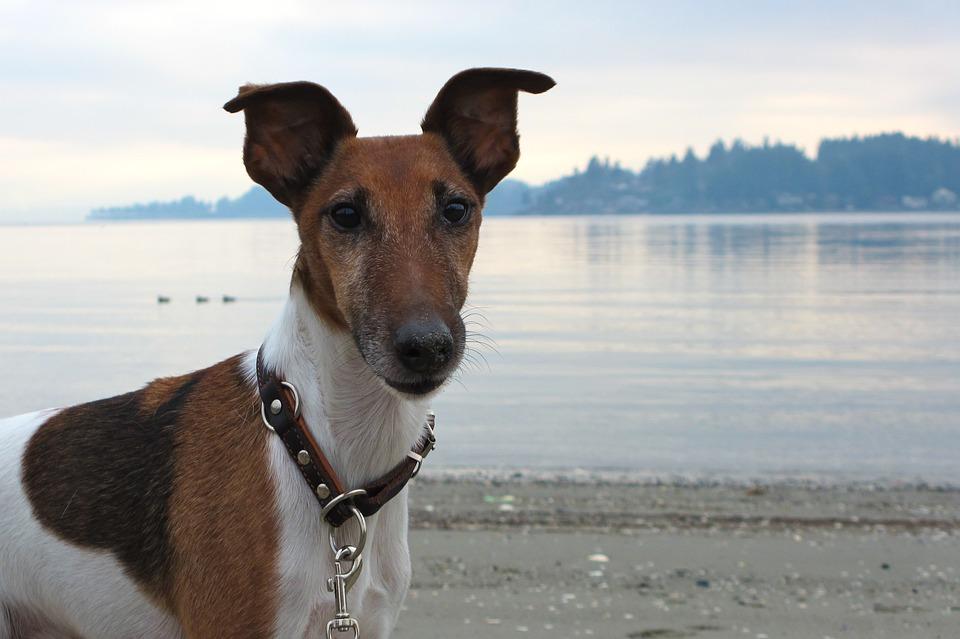 Dog Smooth Fox Terrier: traits and pictures