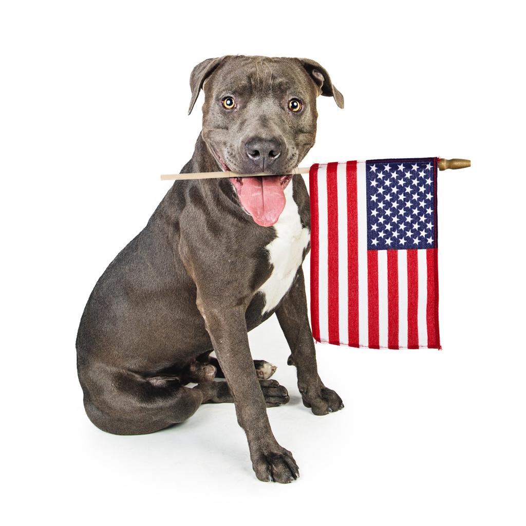 Dog American Pit Bull Terrier: traits and pictures