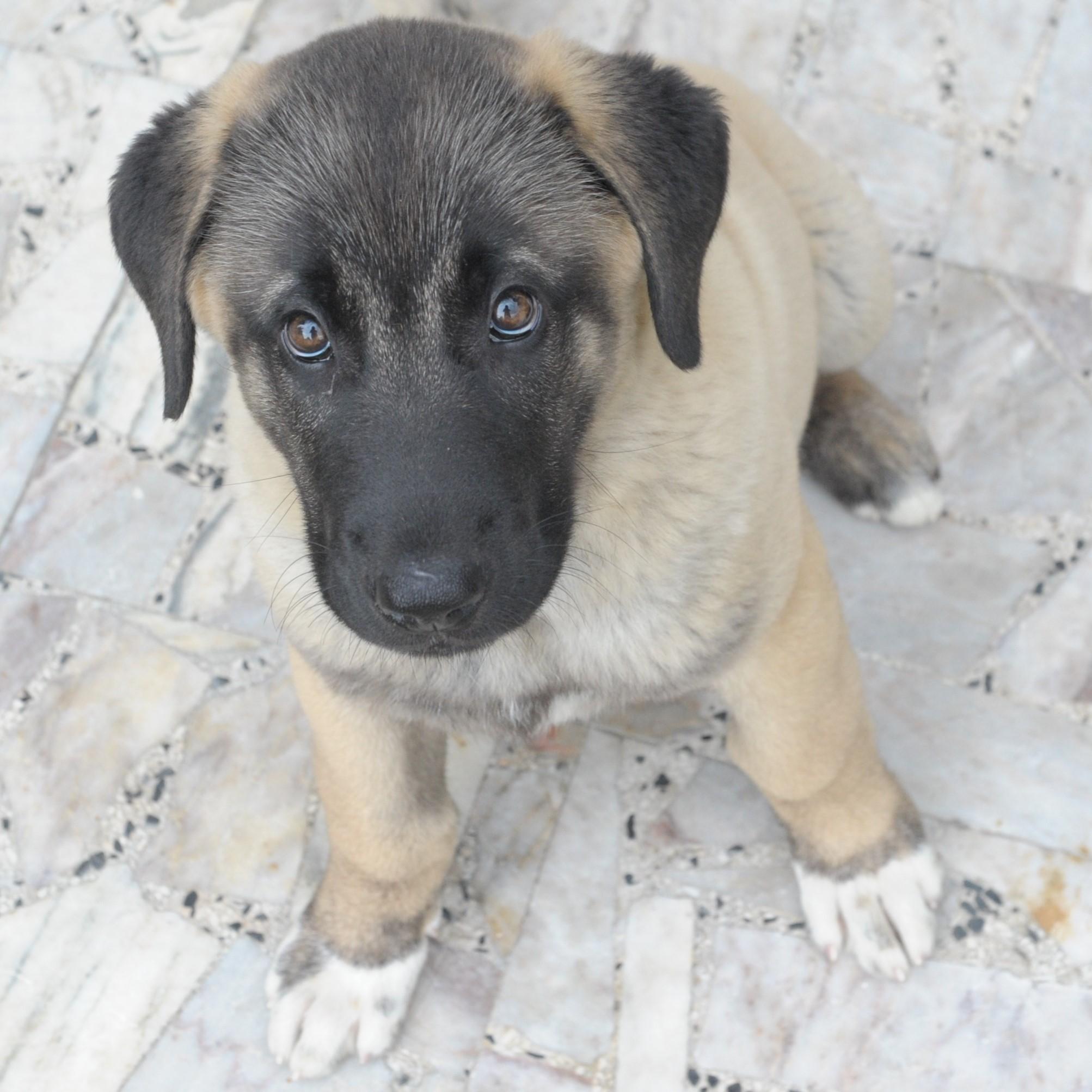 Dog Kangal: traits and pictures