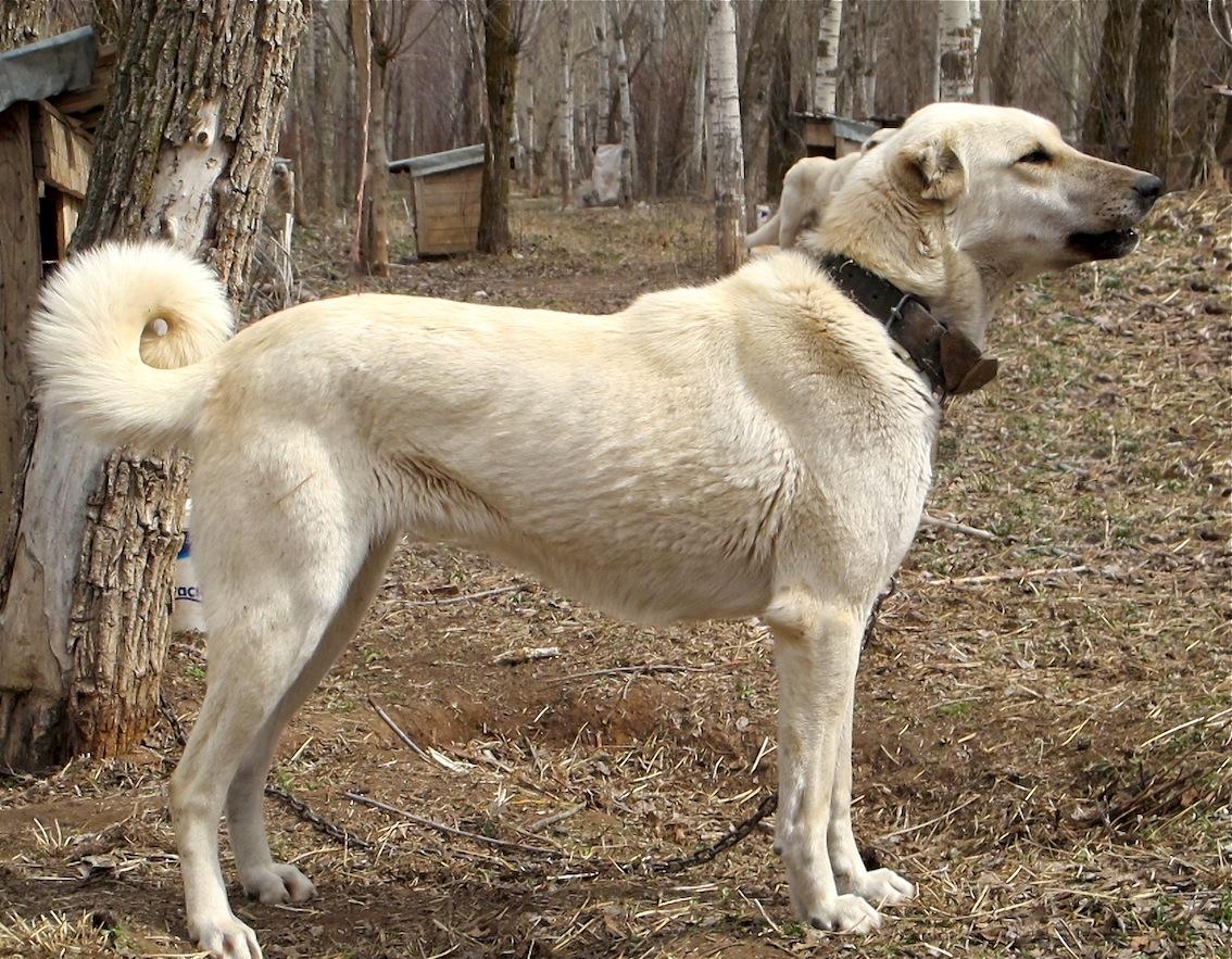 Dog Kangal: traits and pictures