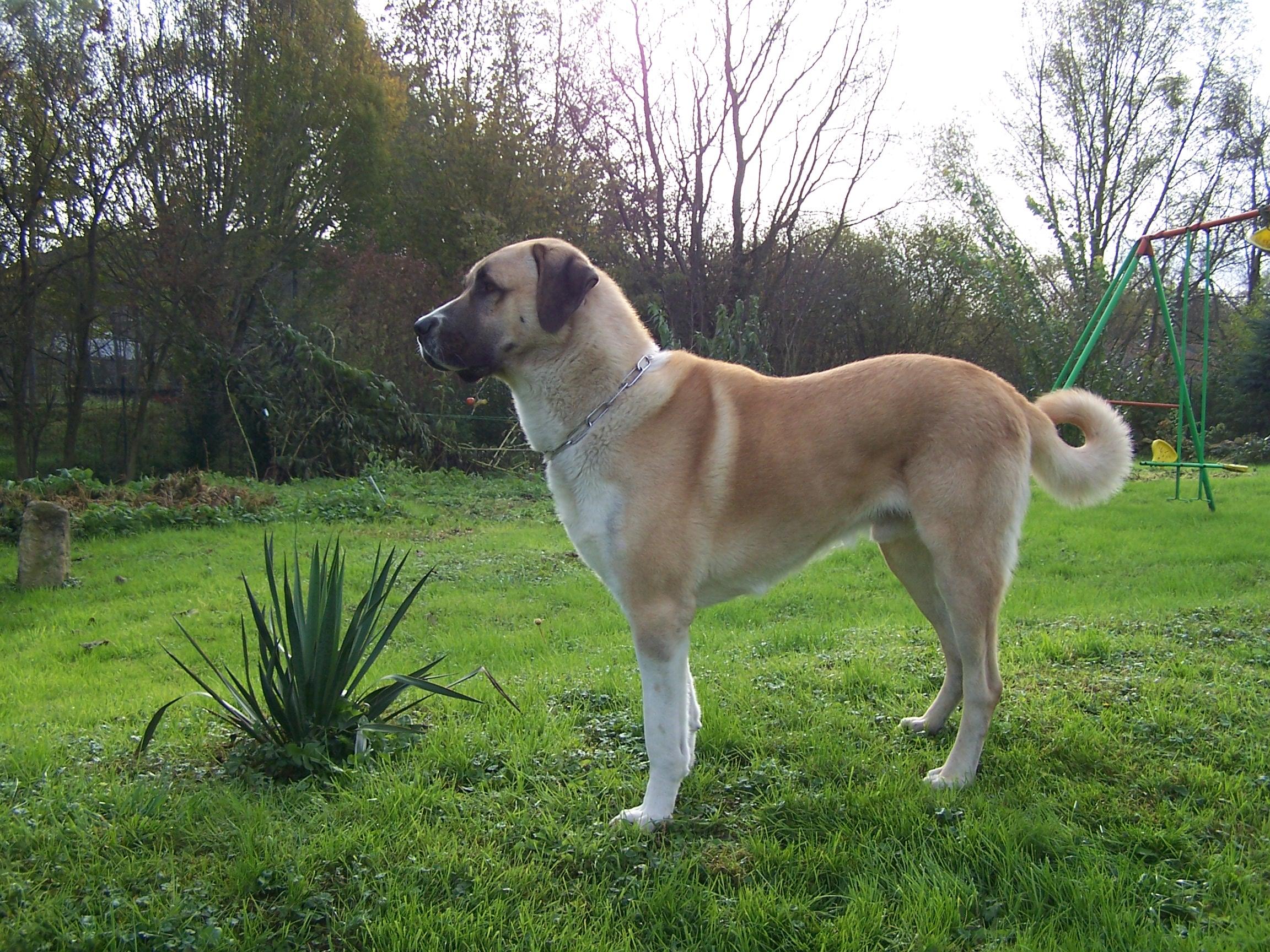 Dog Kangal: traits and pictures