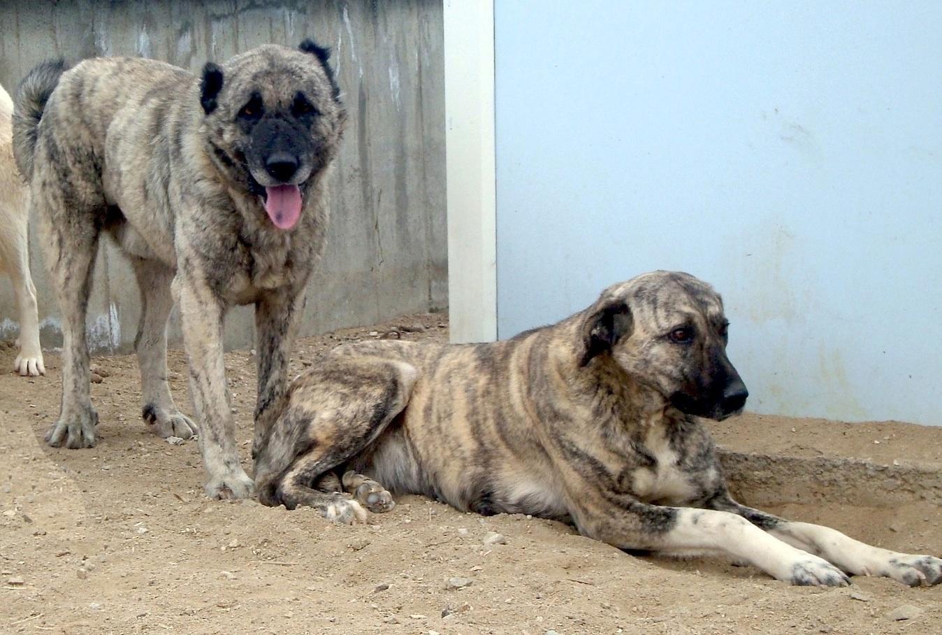 Dog Kangal: traits and pictures
