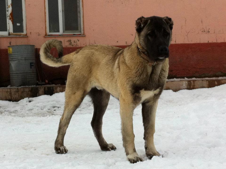 Dog Kangal: traits and pictures