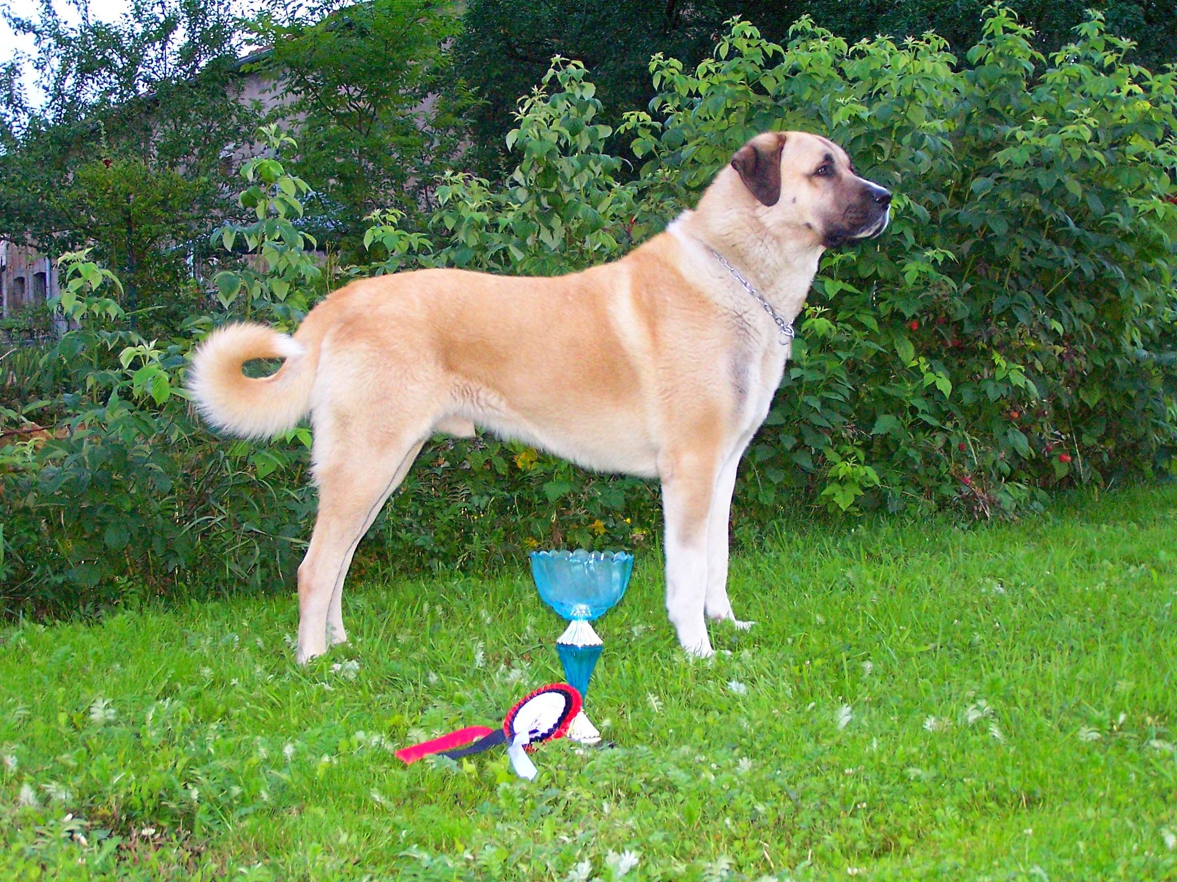 Dog Kangal: traits and pictures