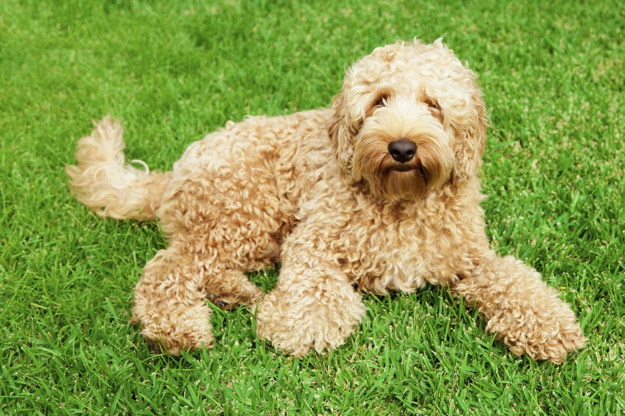 Dog Labradoodle: traits and pictures
