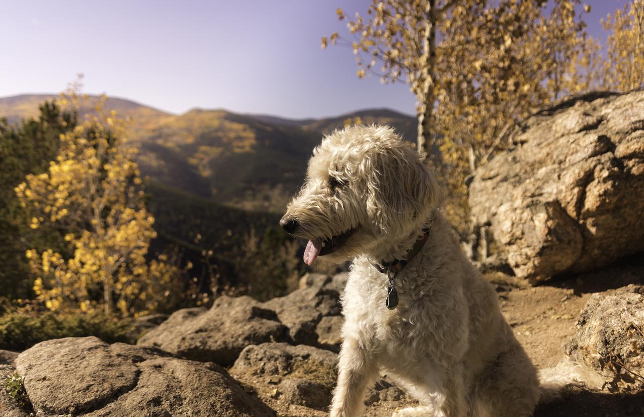 Dog Labradoodle: traits and pictures