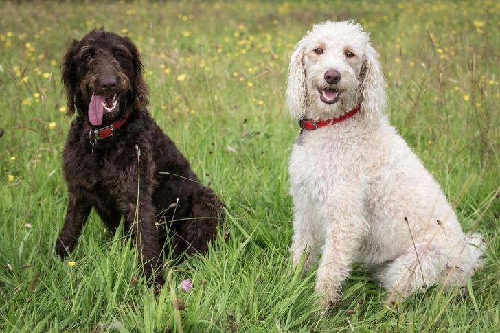 Dog Labradoodle: traits and pictures