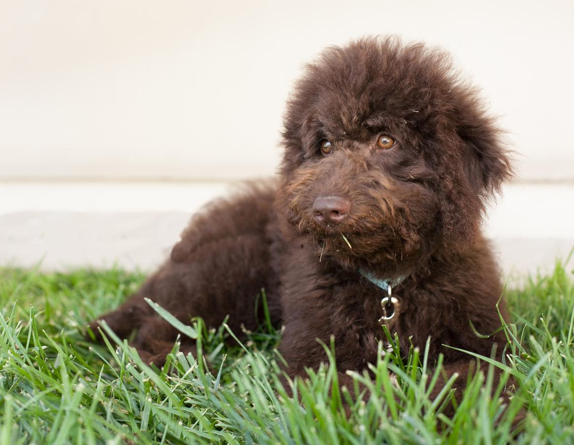 Dog Labradoodle: traits and pictures