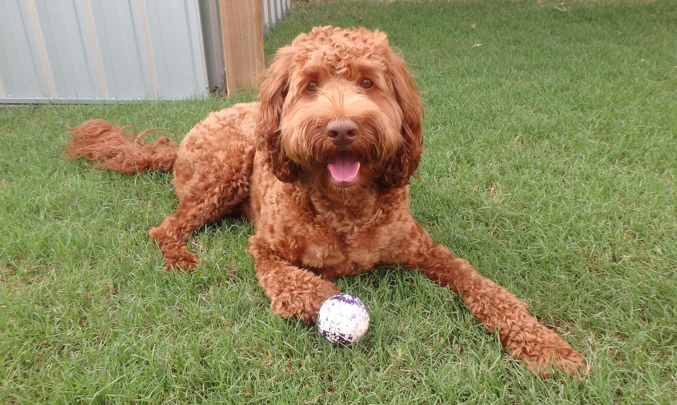 Dog Labradoodle: traits and pictures
