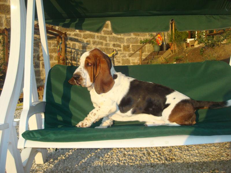 Dog Basset Hound: traits and pictures