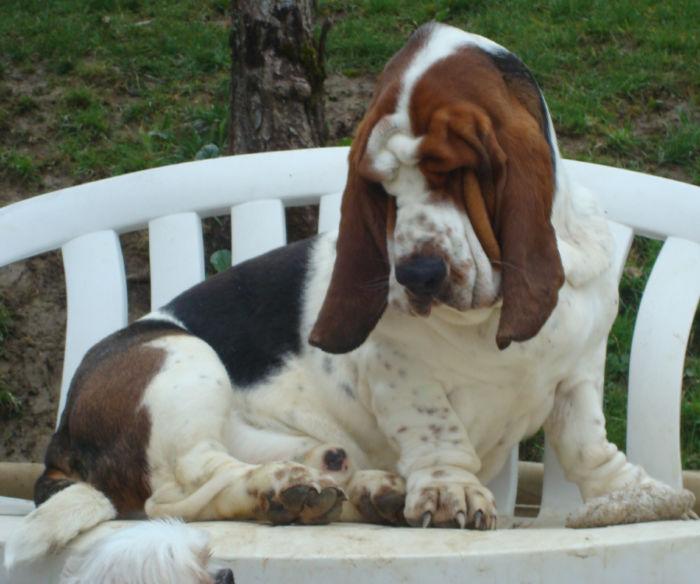Dog Basset Hound: traits and pictures