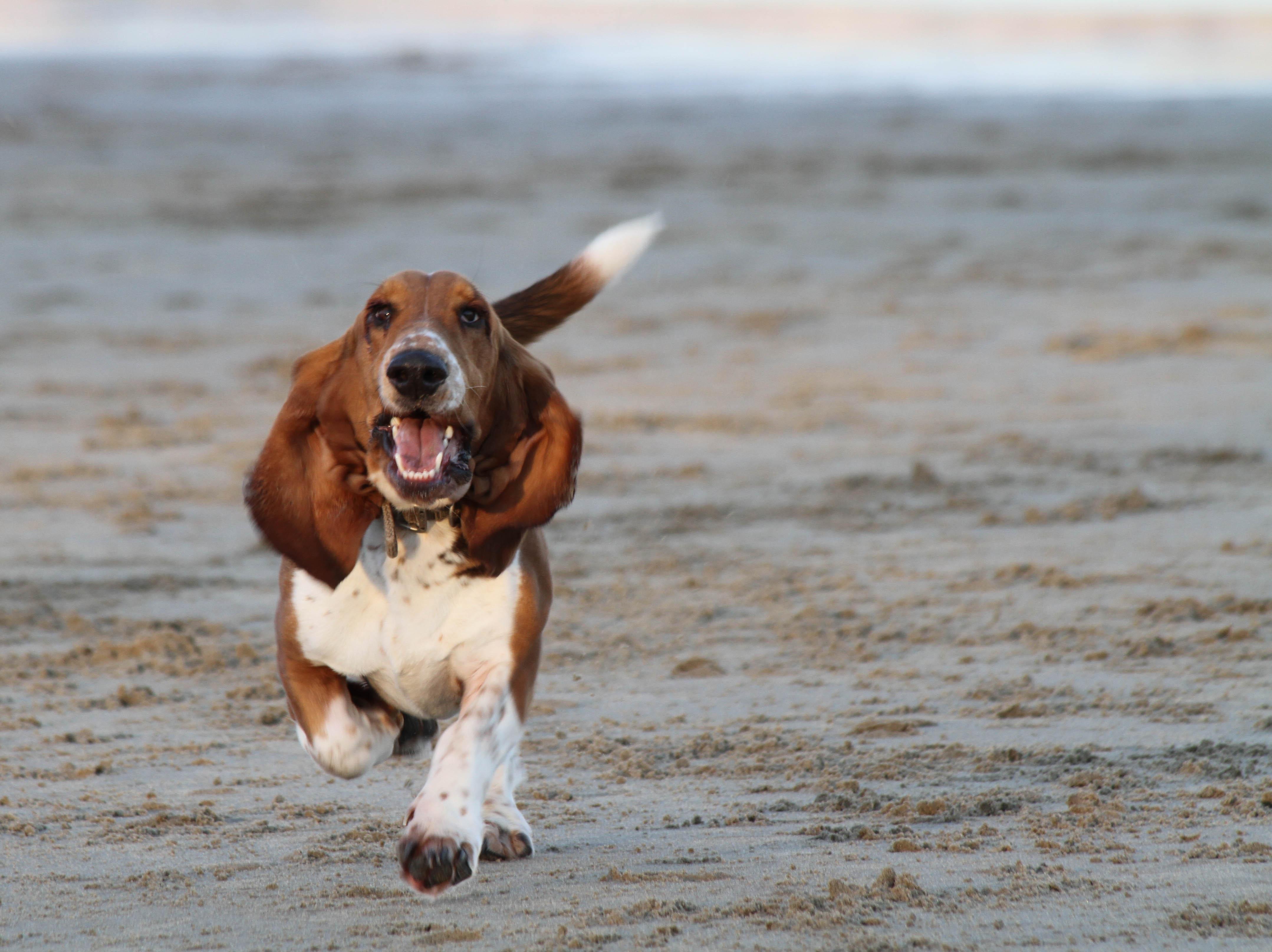 Dog Basset Hound: traits and pictures