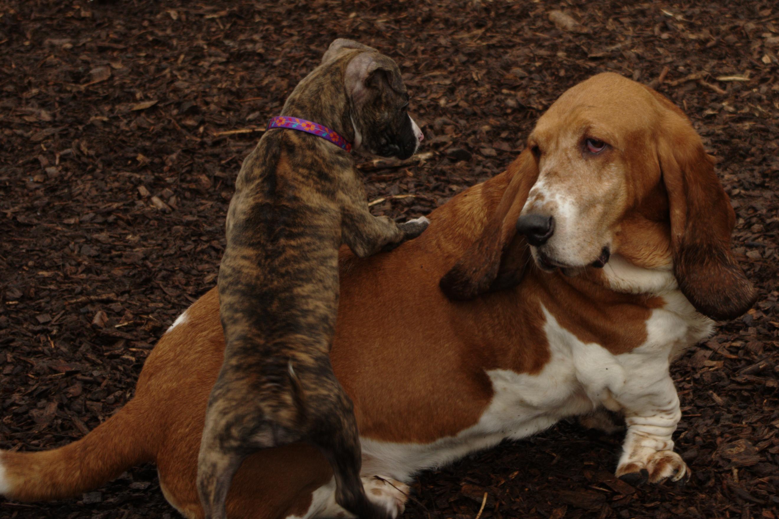 Dog Basset Hound: traits and pictures