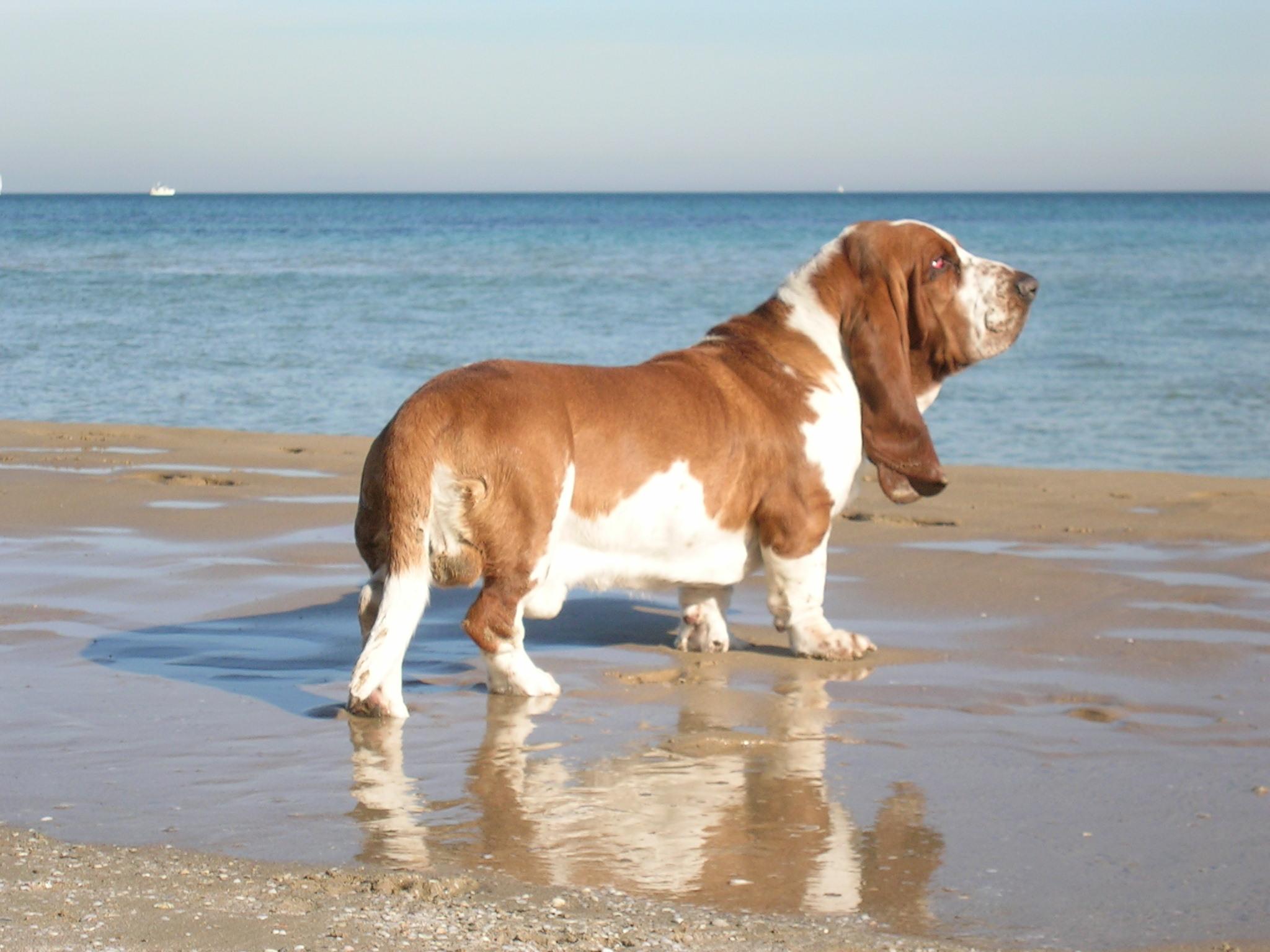 Dog Basset Hound: traits and pictures