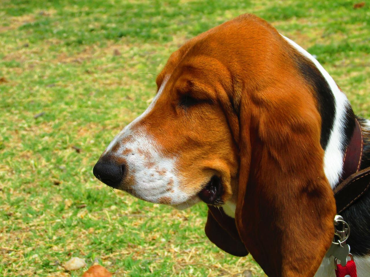 Dog Basset Hound: traits and pictures