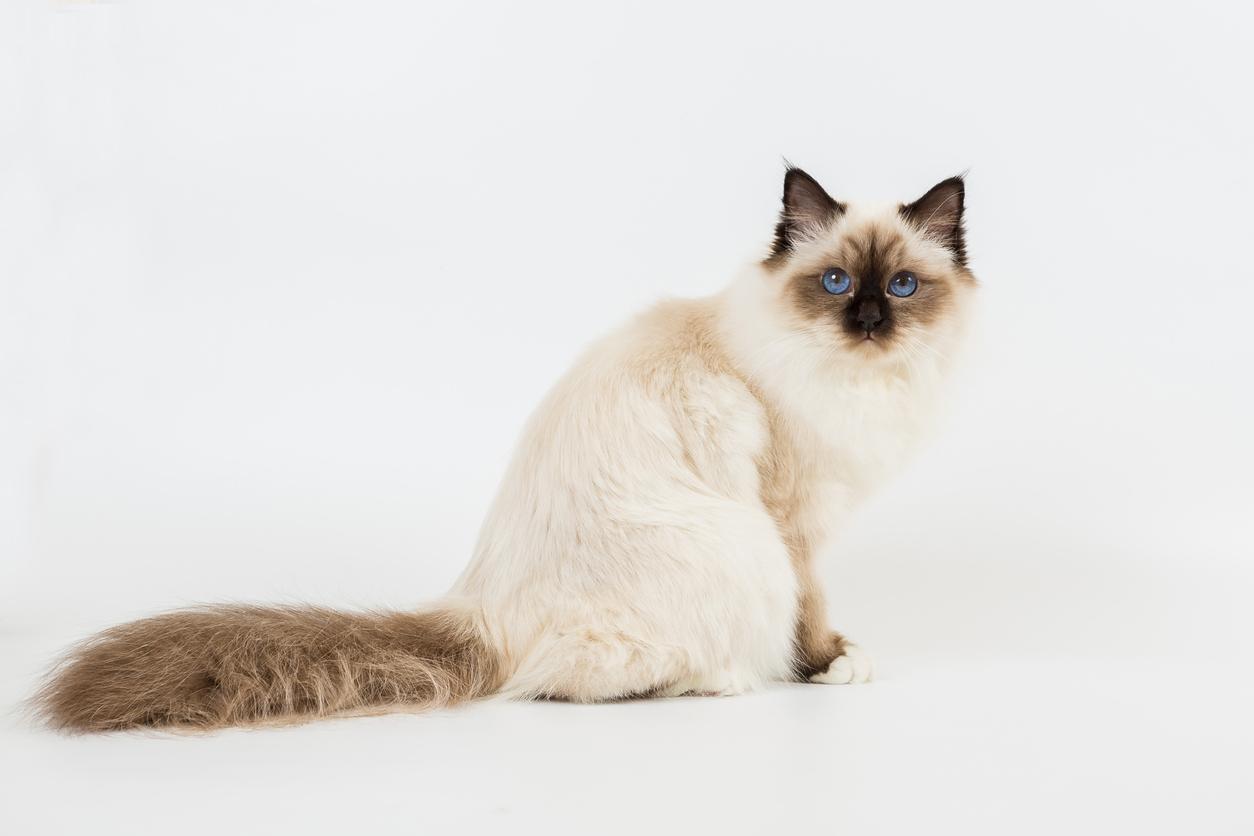 Cat Birman: traits and pictures