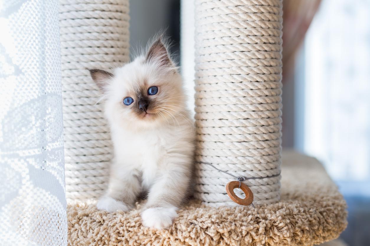 Cat Birman: traits and pictures