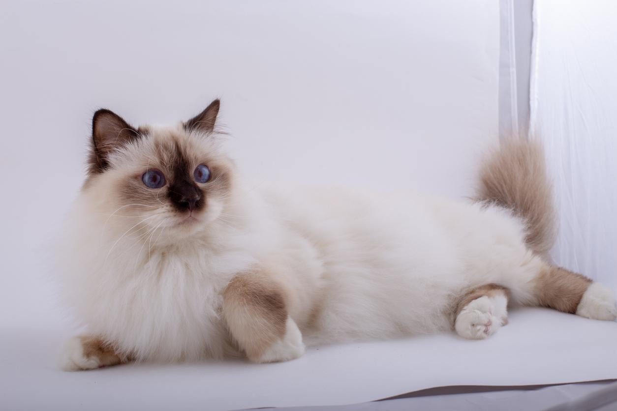 Cat Birman: traits and pictures