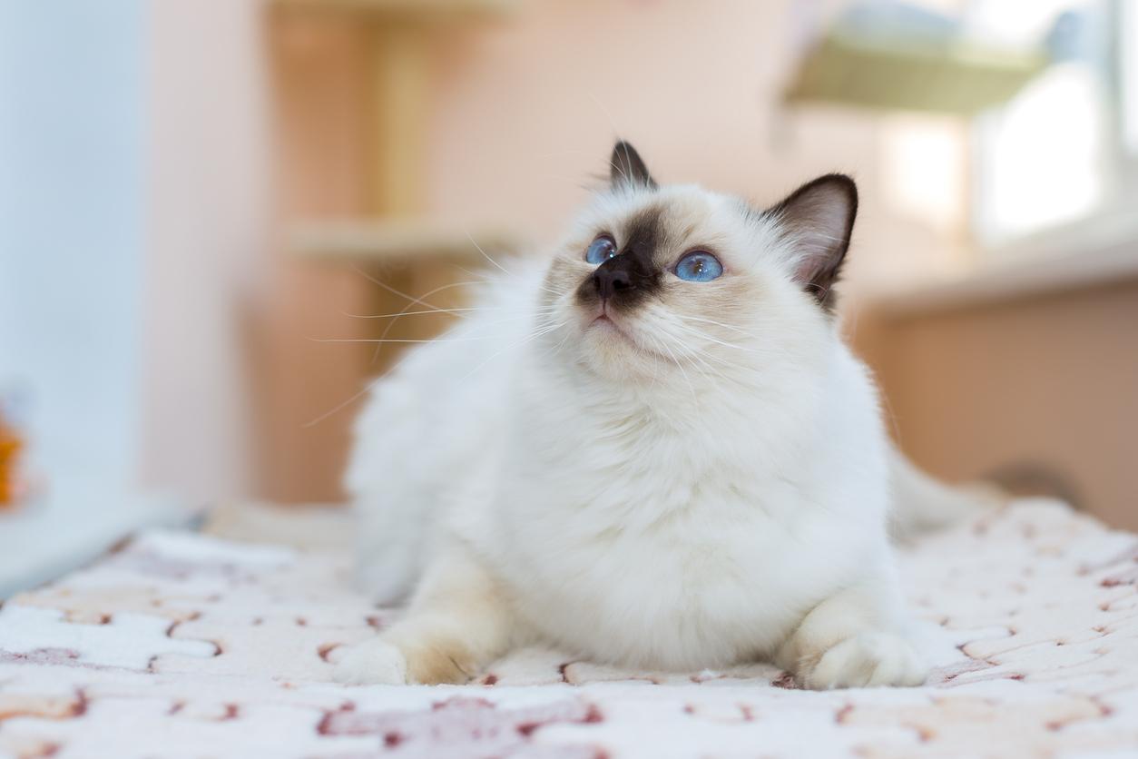 Cat Birman: traits and pictures