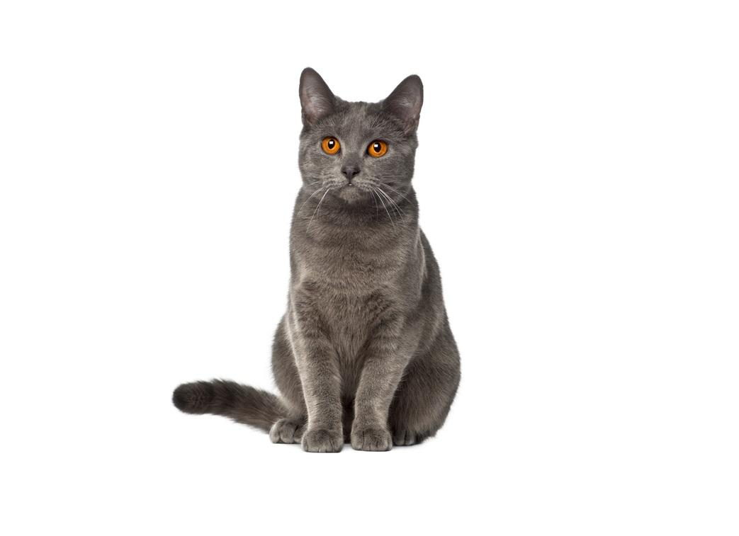 Chartreux Cat: traits and pictures