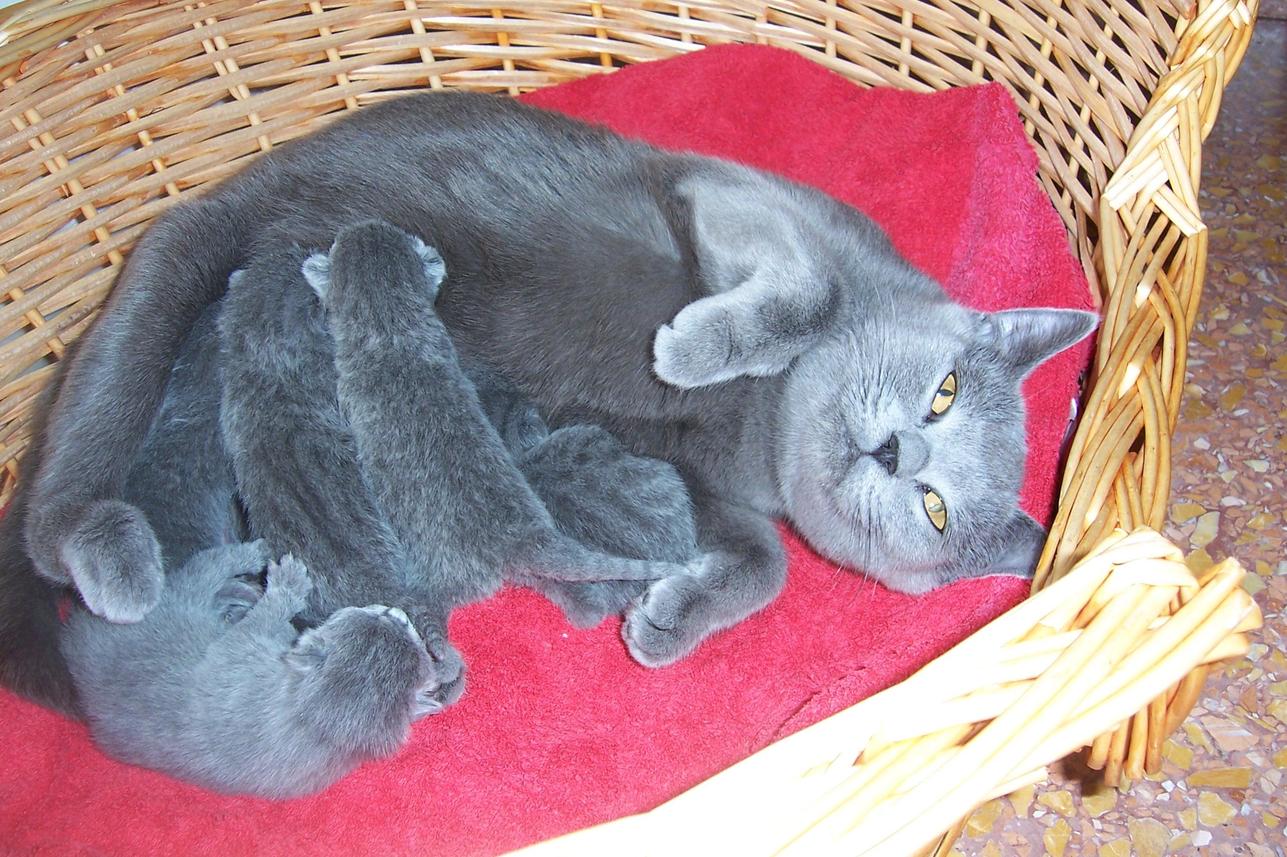 Chartreux Cat: traits and pictures