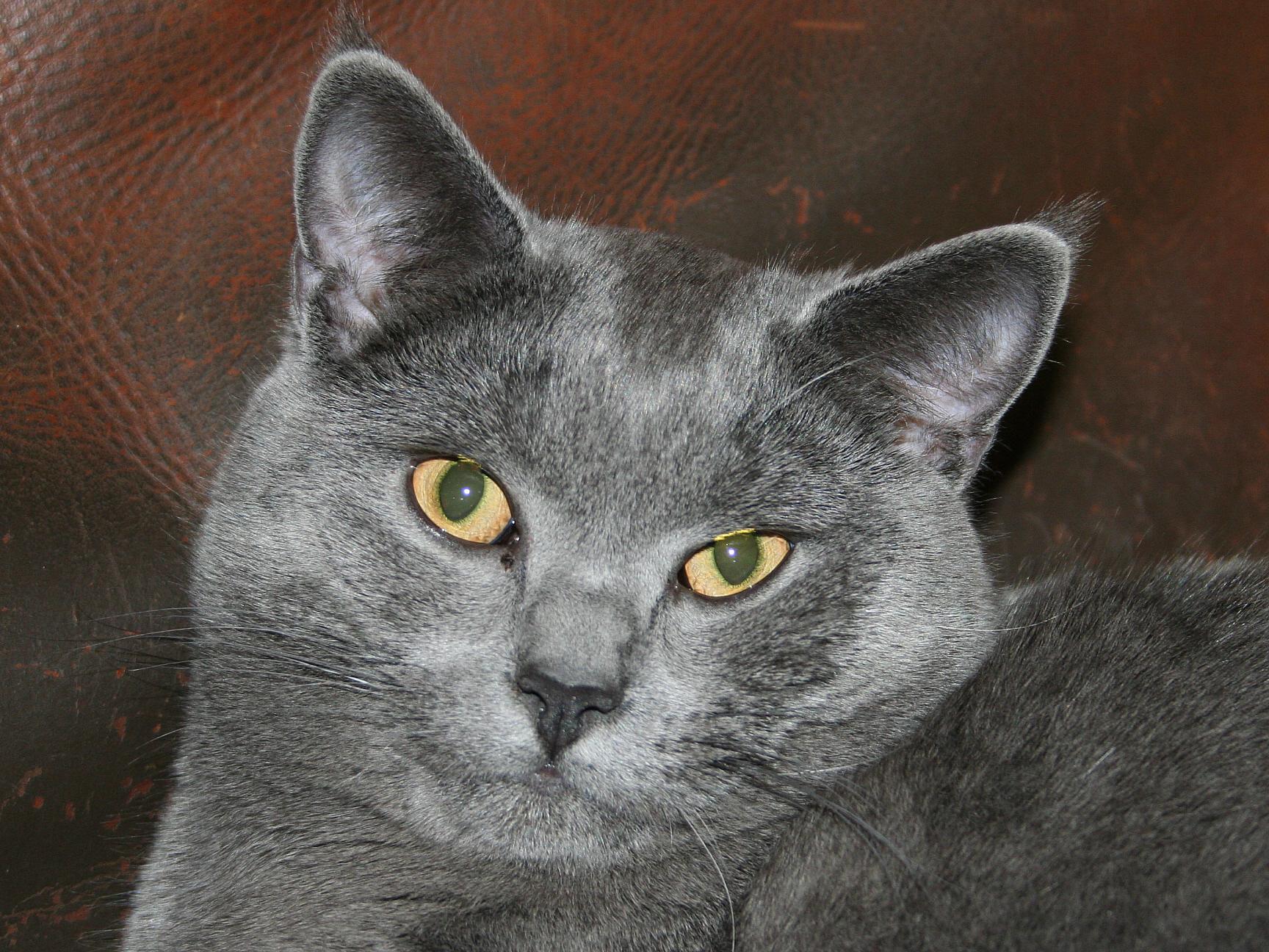 Chartreux Cat: traits and pictures