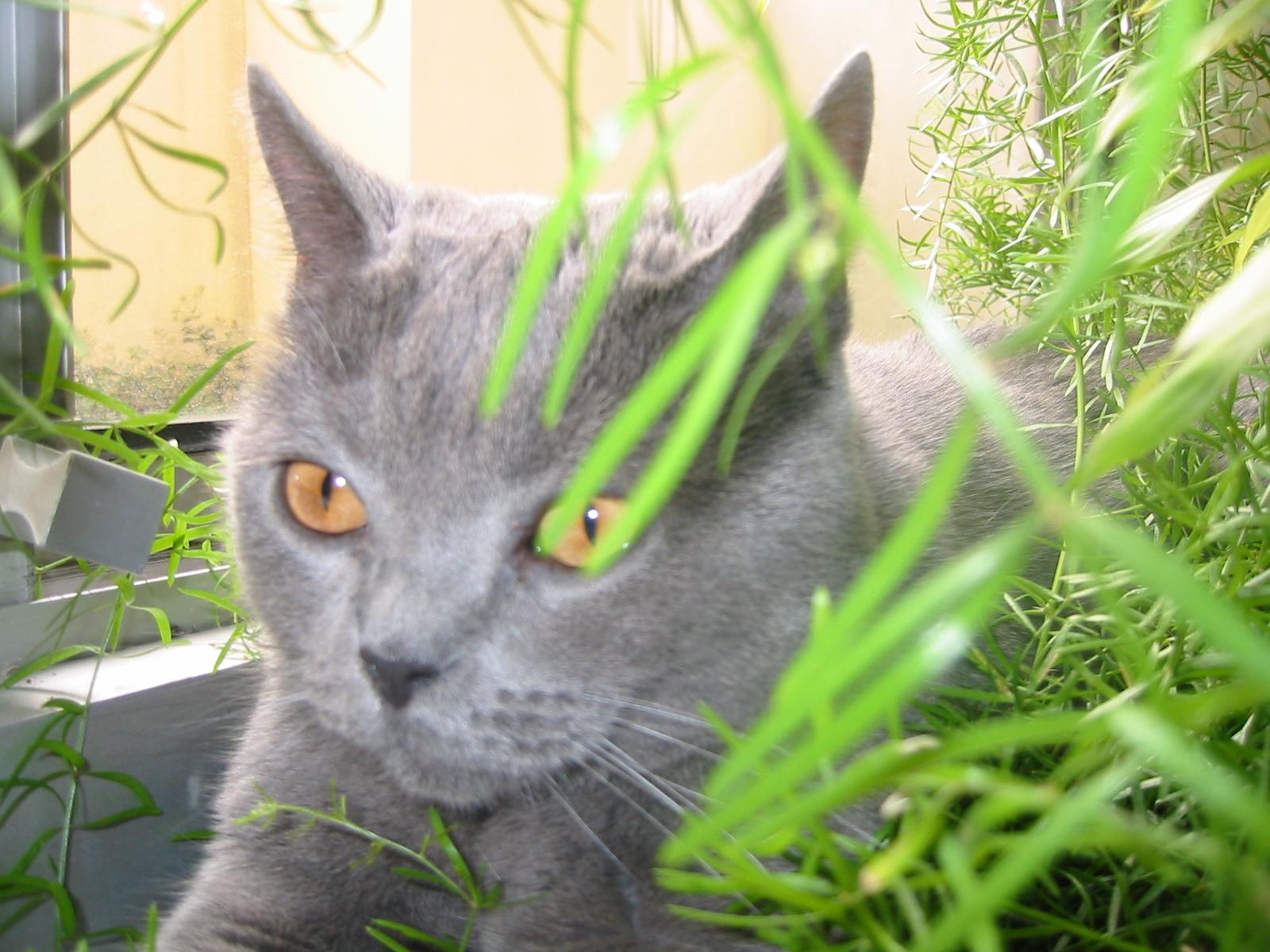 Chartreux Cat: traits and pictures