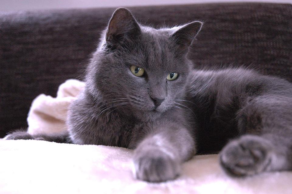 Chartreux Cat: traits and pictures
