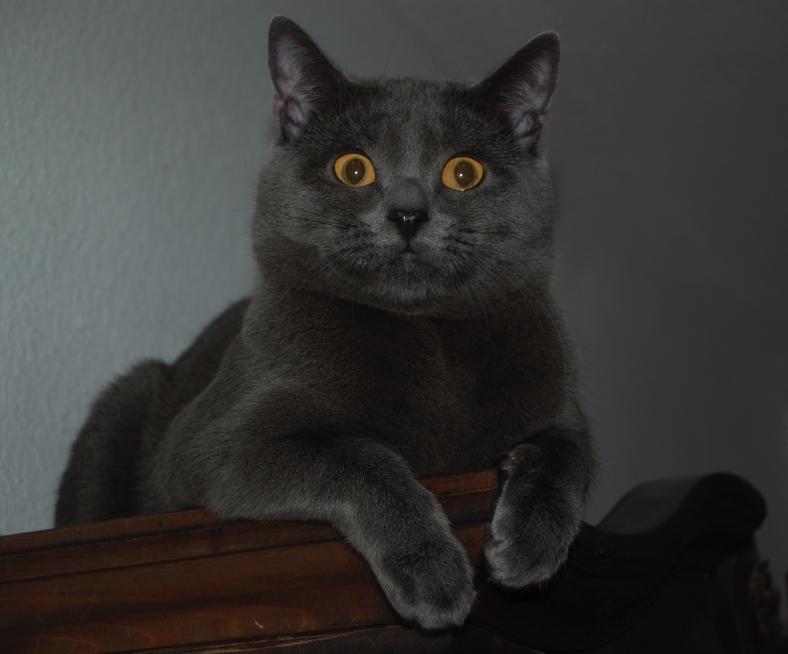 Chartreux Cat: traits and pictures