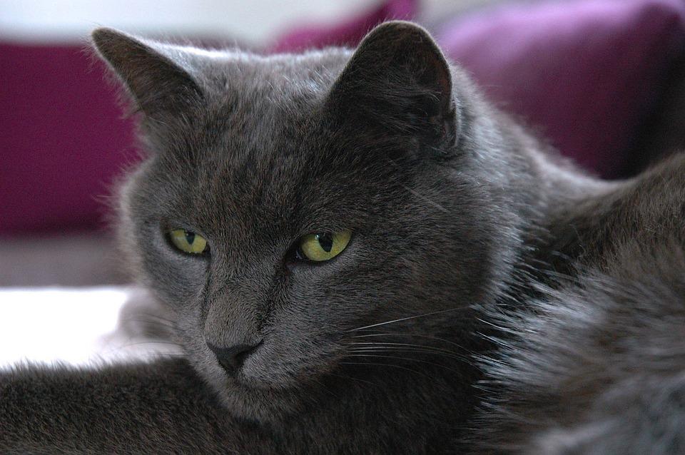 Chartreux Cat: traits and pictures
