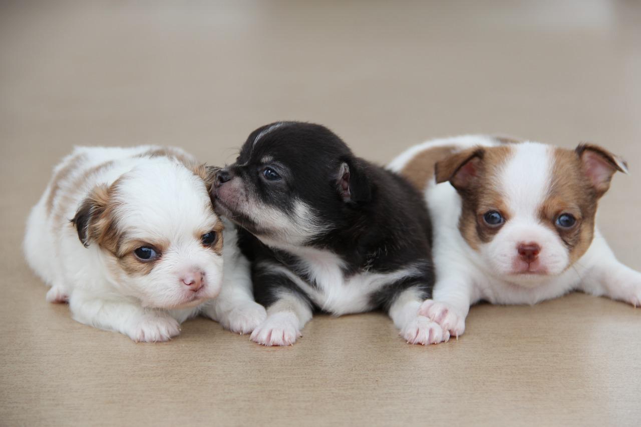 Dog Chihuahua: traits, pictures and videos
