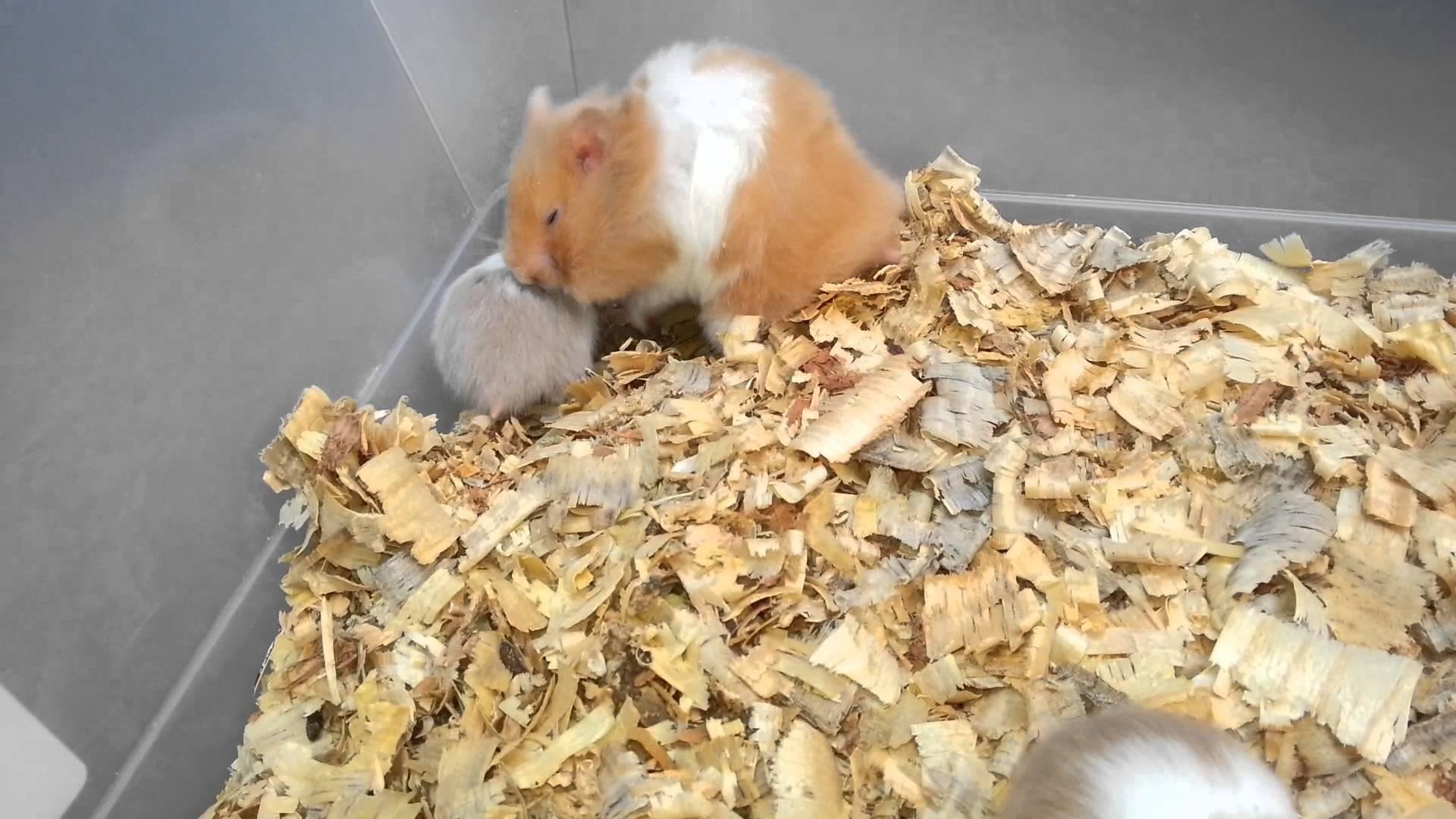 Golden Hamster or Syrian Hamster - Characteristics, Care and Health
