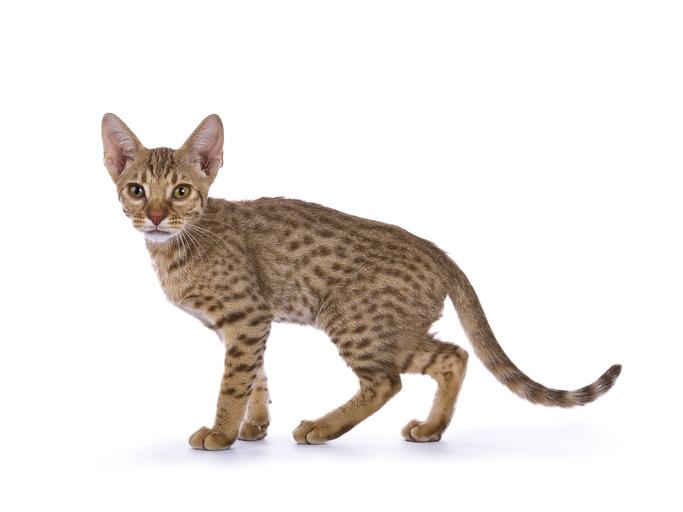 Ocicat Cat Breed - Characteristics, Care and Health