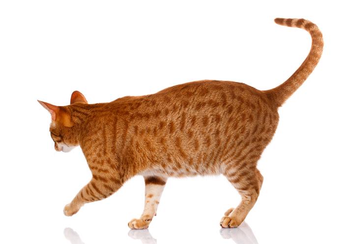 Ocicat Cat Breed - Characteristics, Care and Health