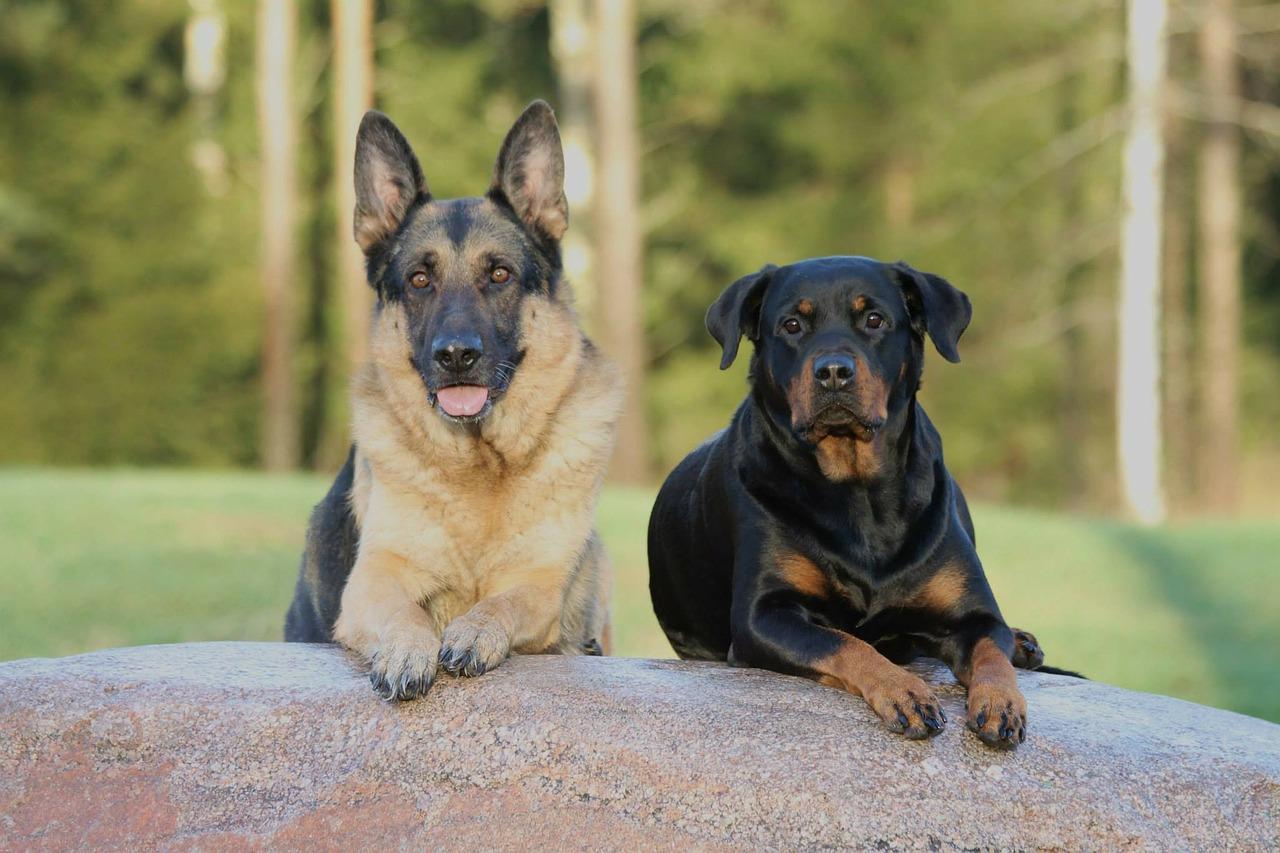 Dog German Shepherd: traits, pictures and videos