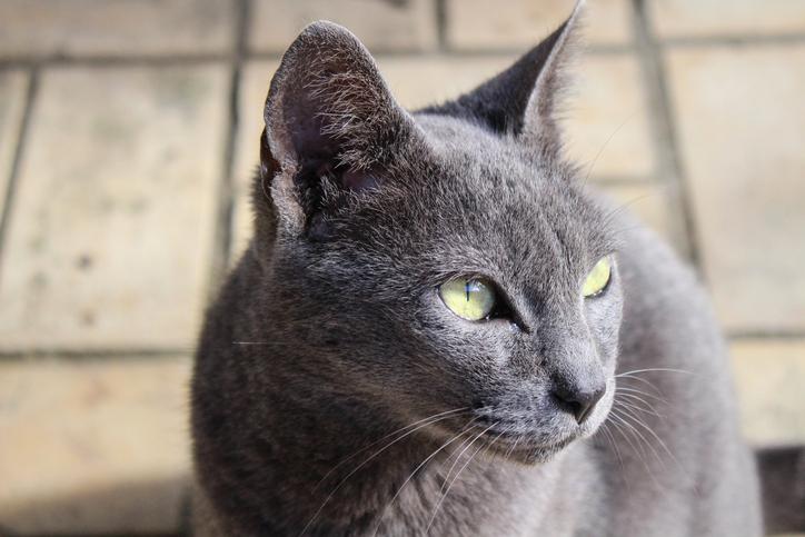 Korat - Cat Breed Information - Origin, Character, Care