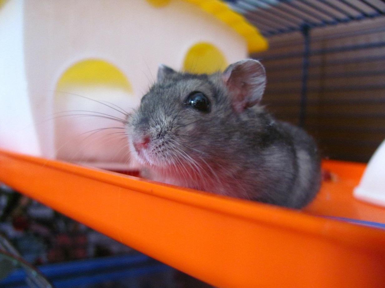 Chinese Hamster Breed - Characteristics, Care and Health