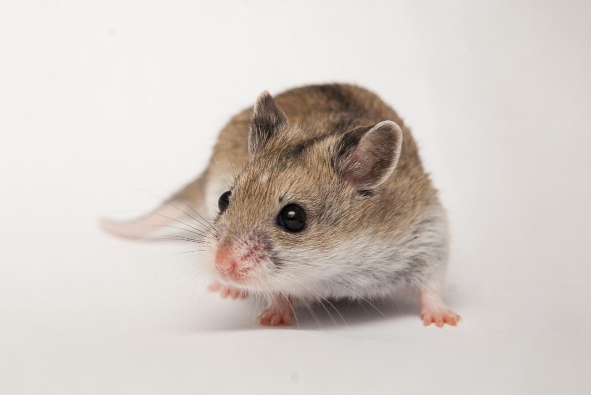 Chinese Hamster Breed - Characteristics, Care and Health