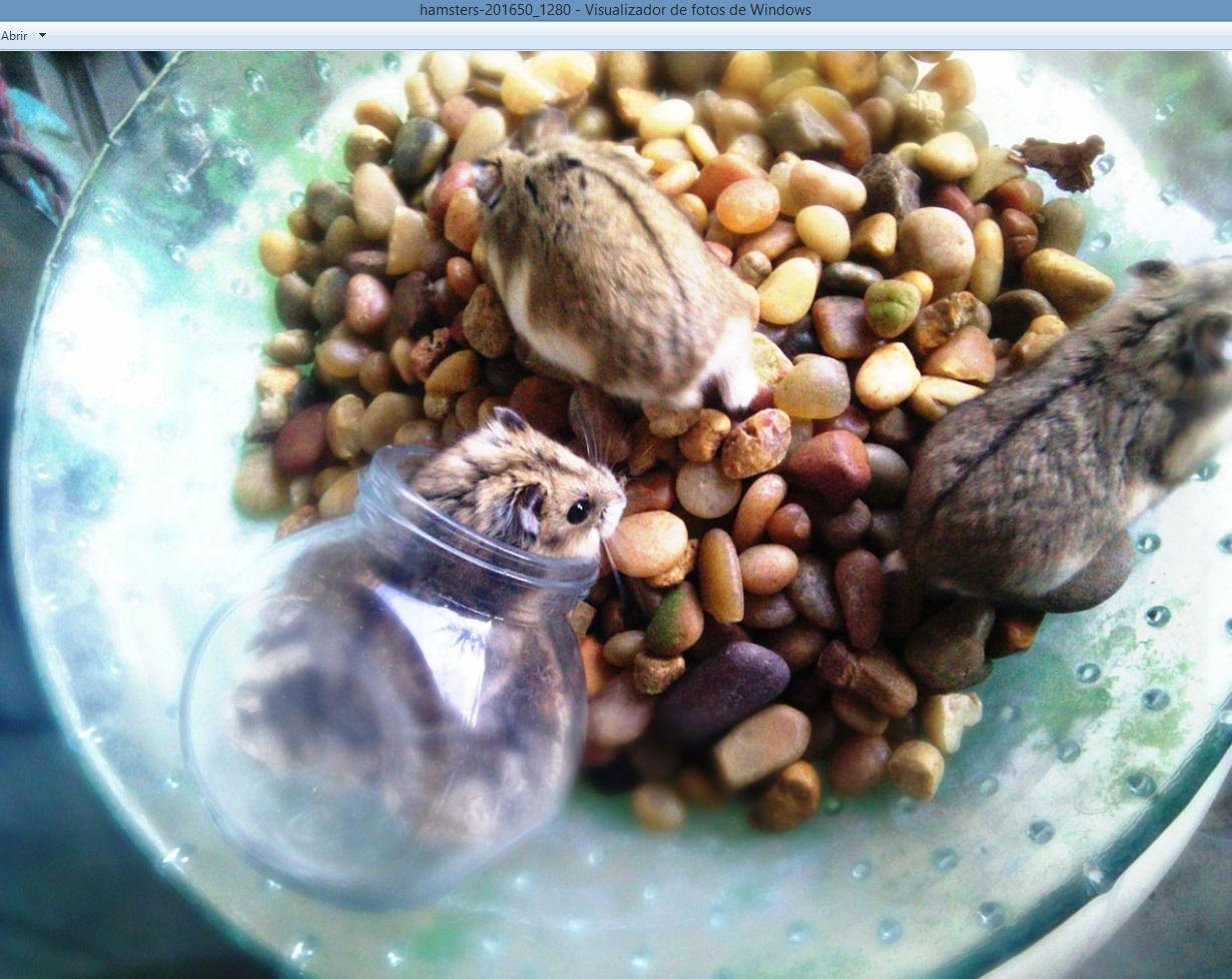 Chinese Hamster Breed - Characteristics, Care and Health