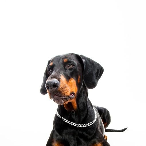 Dog Doberman Pinscher: traits and pictures