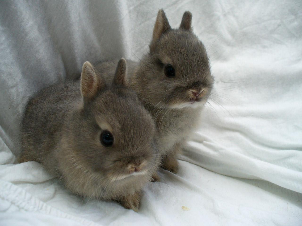 Netherlands Dwarf Rabbit: traits and pictures