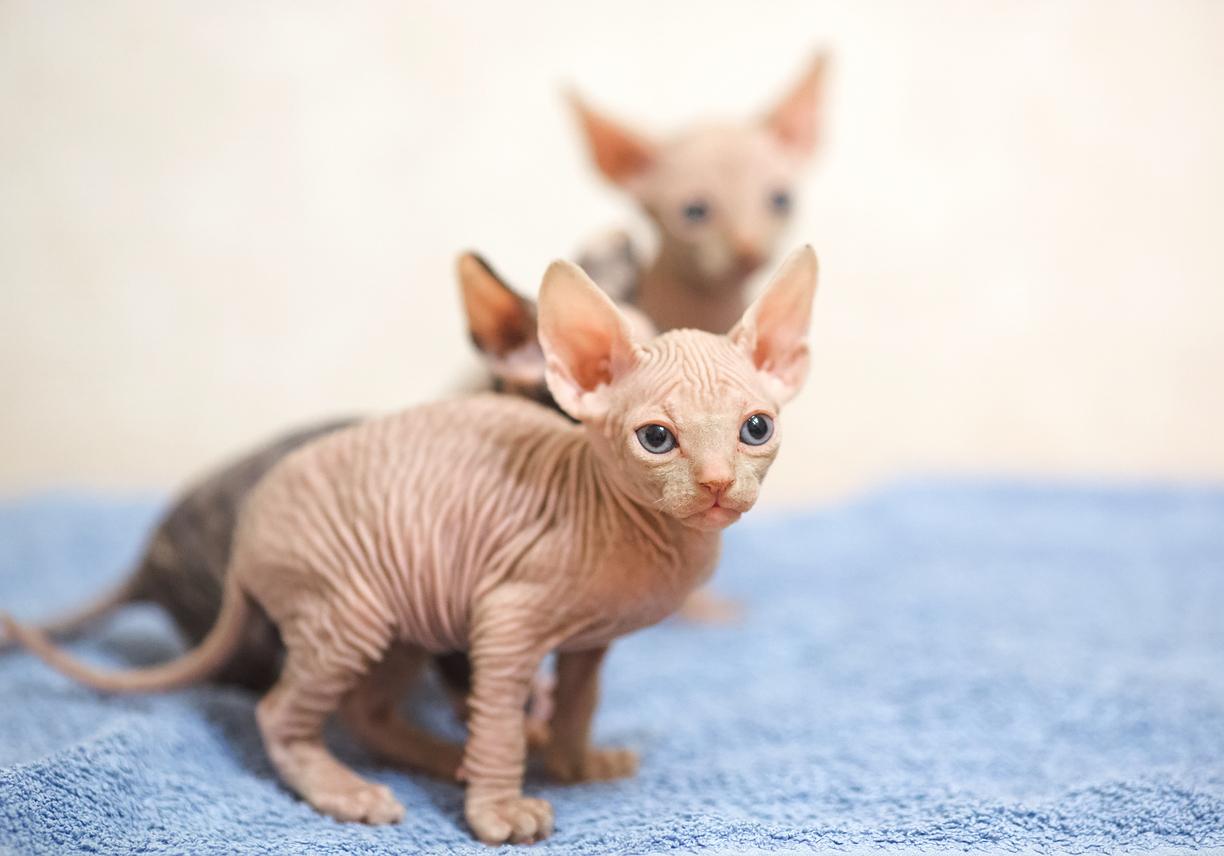 Kohana Cat - Breed Information With Photos