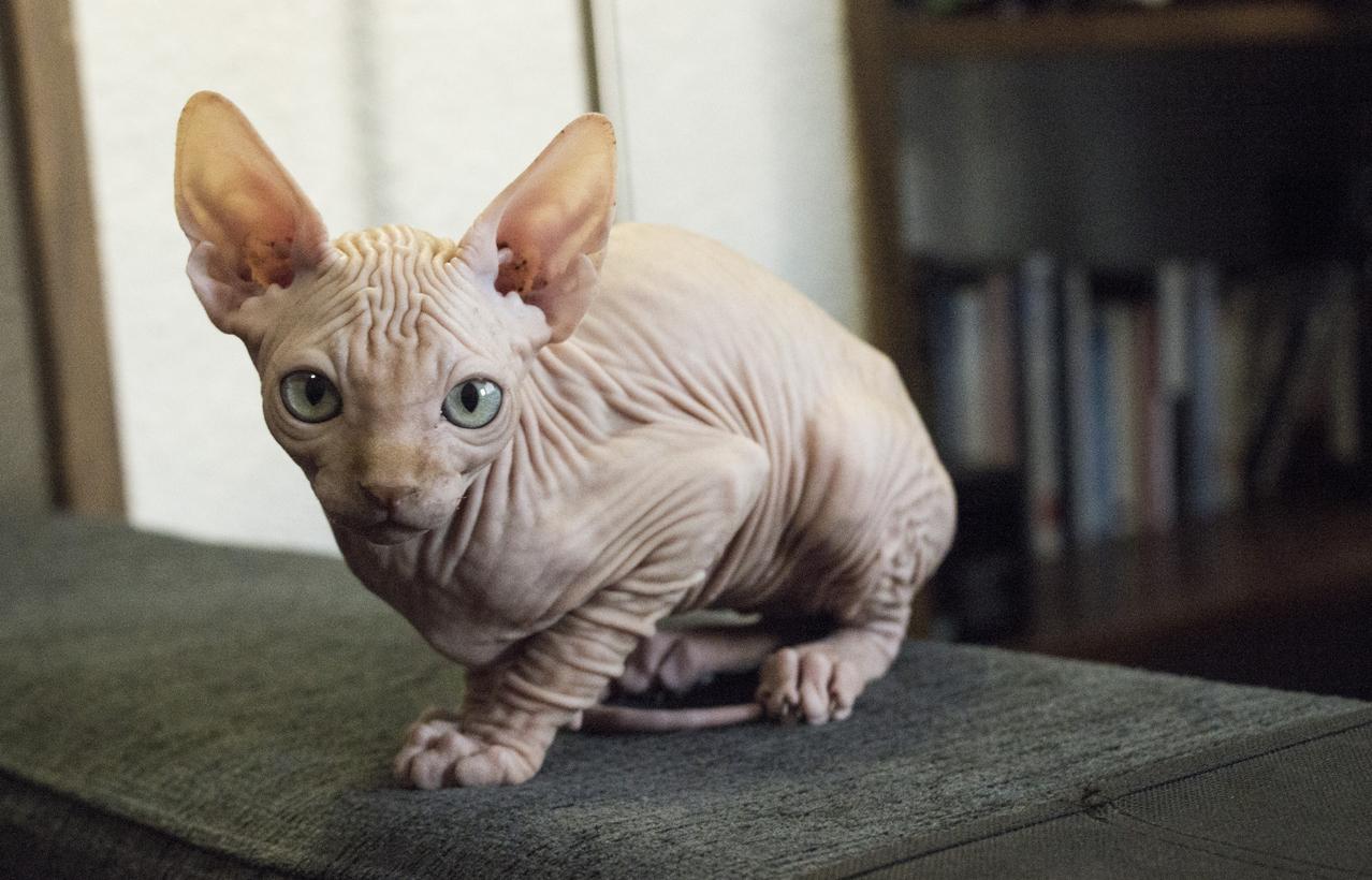 Kohana Cat - Breed Information With Photos