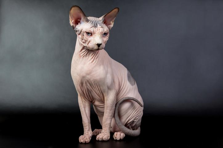 Kohana Cat - Breed Information With Photos