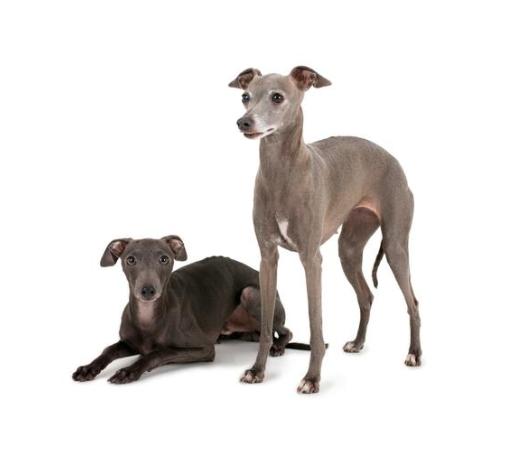 Italian Greyhound- Everything you need to know