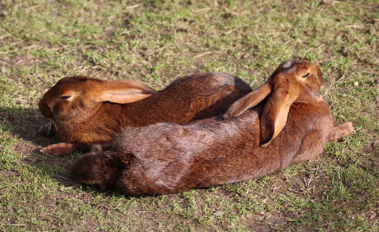 Belgian Hare - Breed Information With Photos